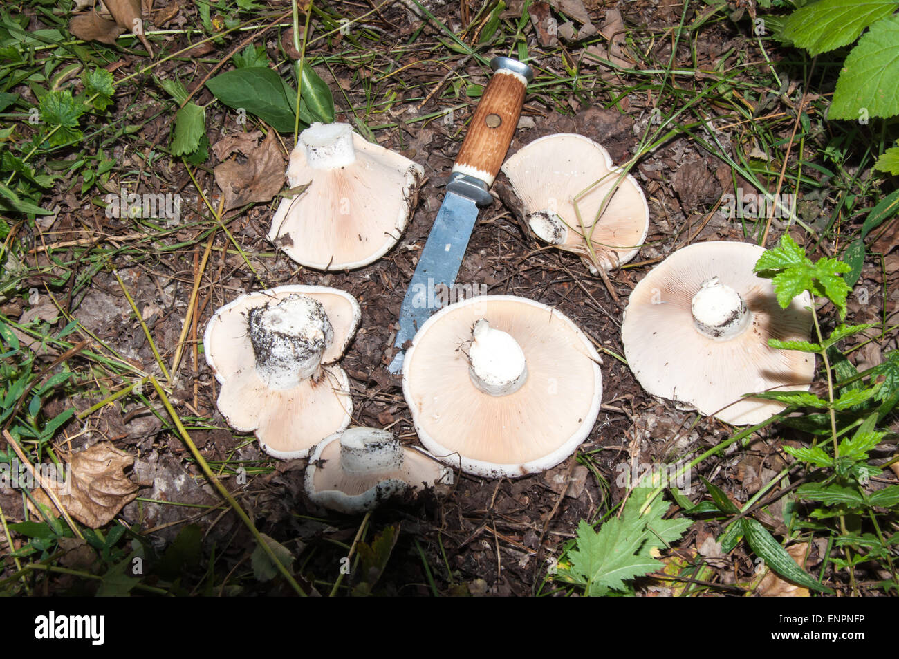 White Lactarius Lactarius Resimus Mushroom High Resolution Stock ...