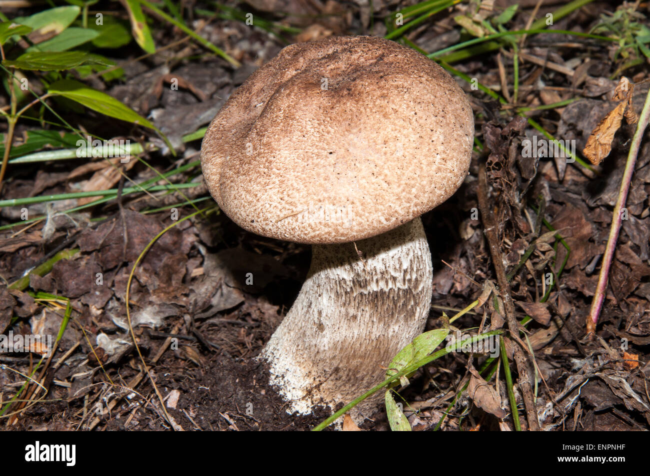 Orange-cap boletus in the common name for several species of fungi of ...