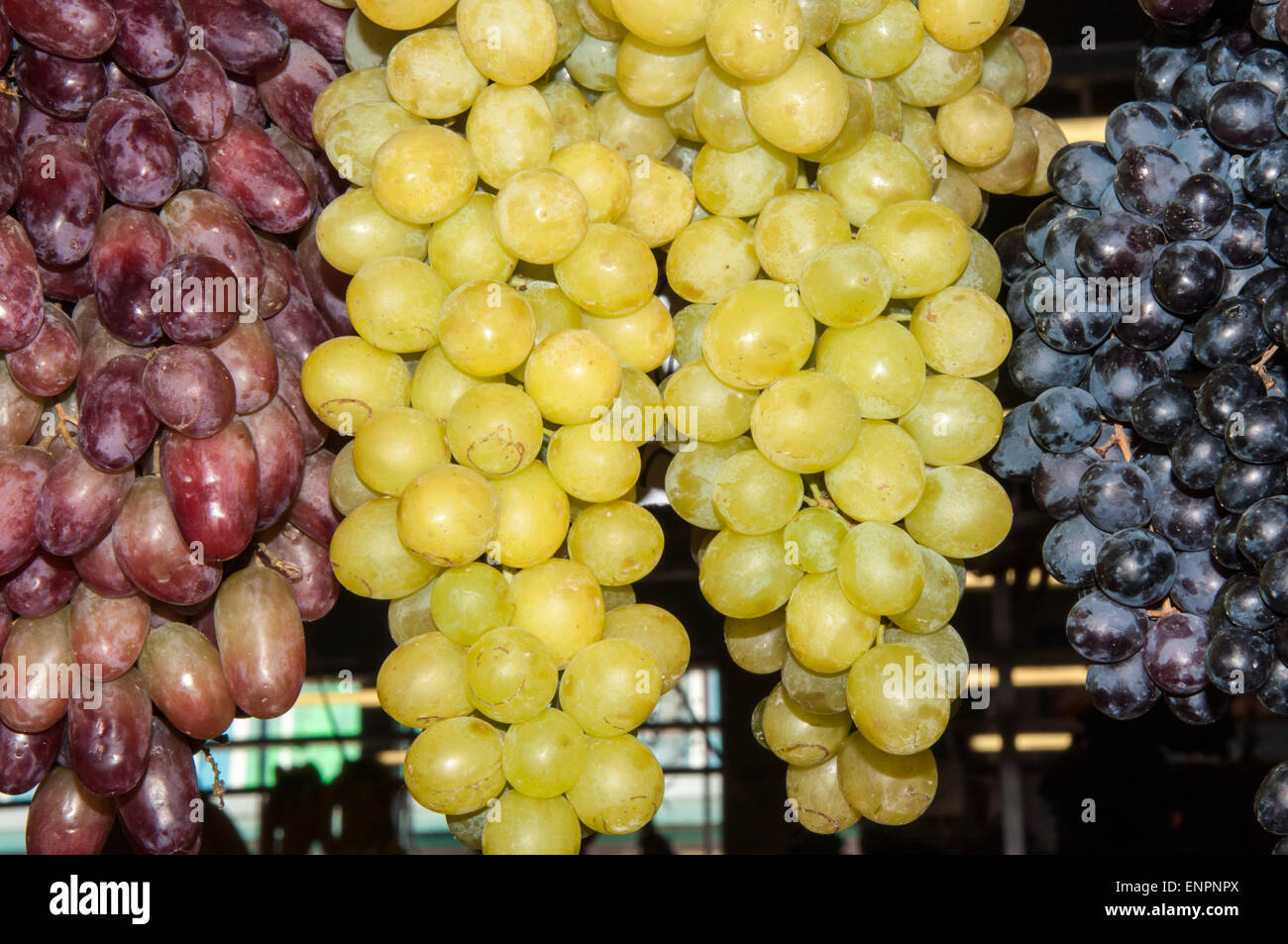 Grapes are a genus of plants in the family Vitaceae, as well as the ...
