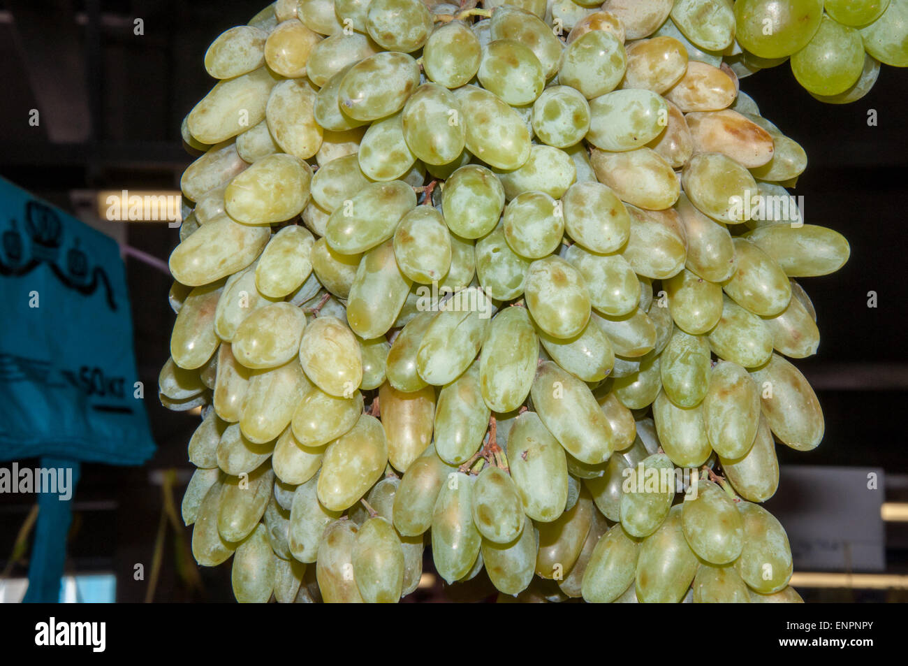 Grapes are a genus of plants in the family Vitaceae, as well as the ...