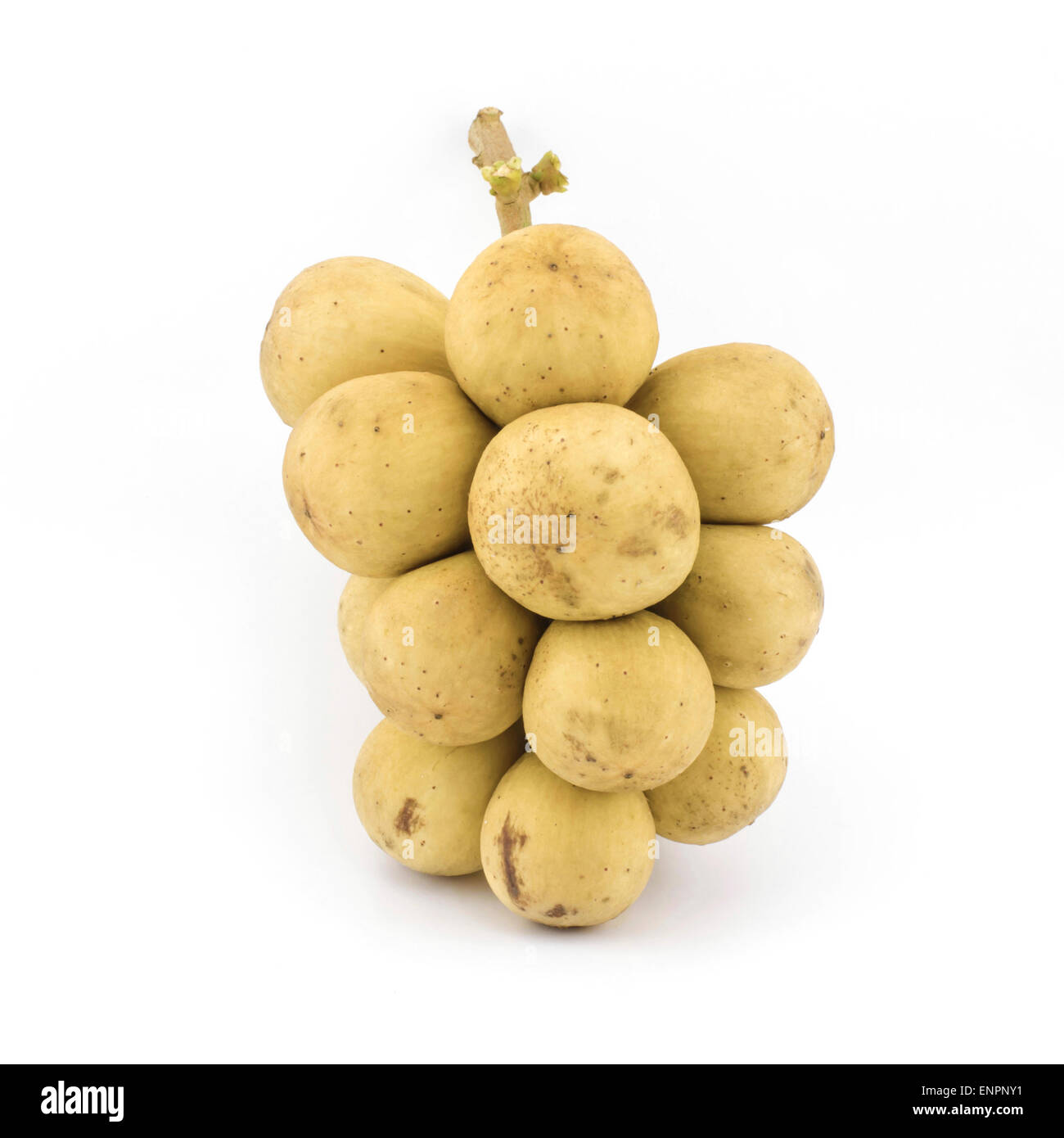 Lansium domesticum hi-res stock photography and images - Alamy