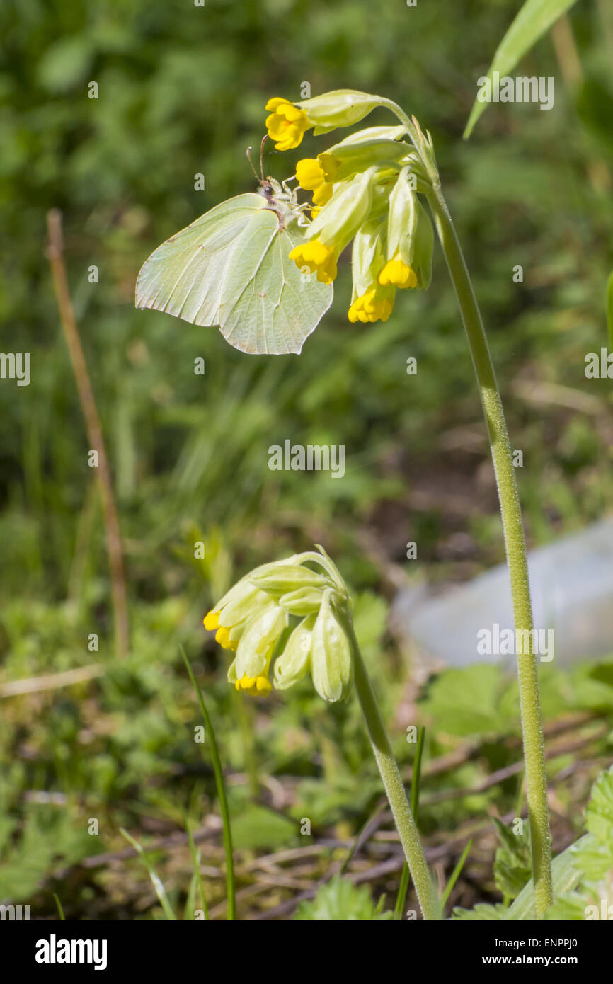 Brimstone portrait hi-res stock photography and images - Alamy