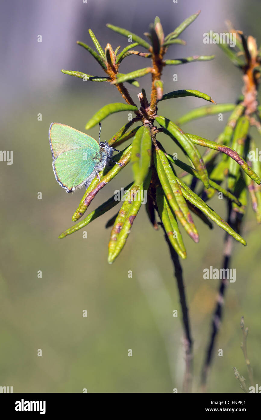 The Green Hairstreak, Callophrys rubi Stock Photo - Alamy