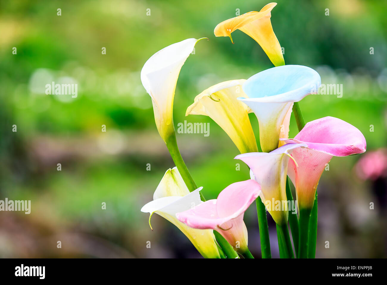 Calla lilies hi-res stock photography and images - Alamy