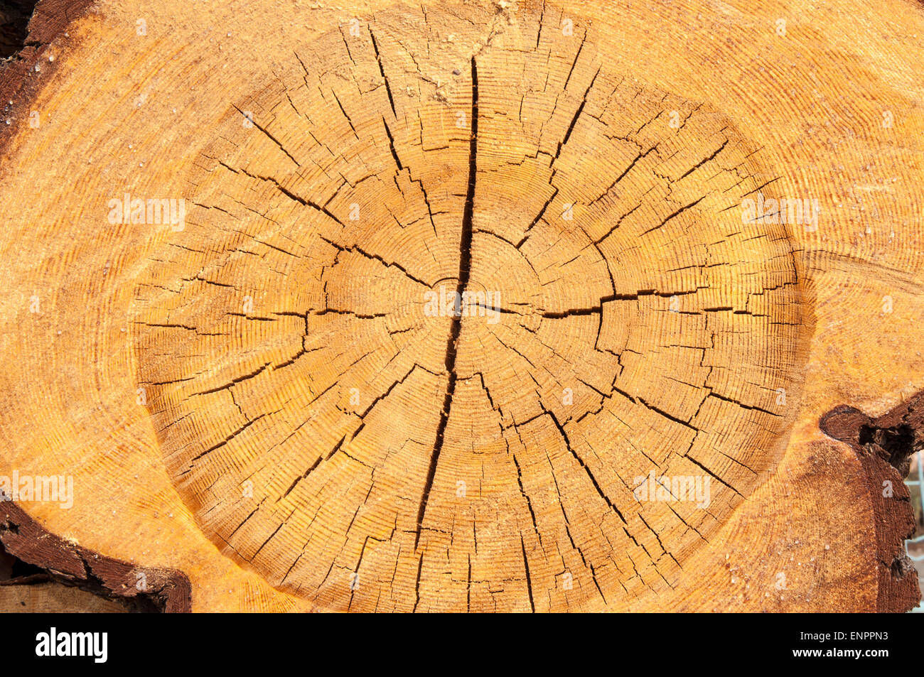 The texture of the tree always need to create high-quality interior ...