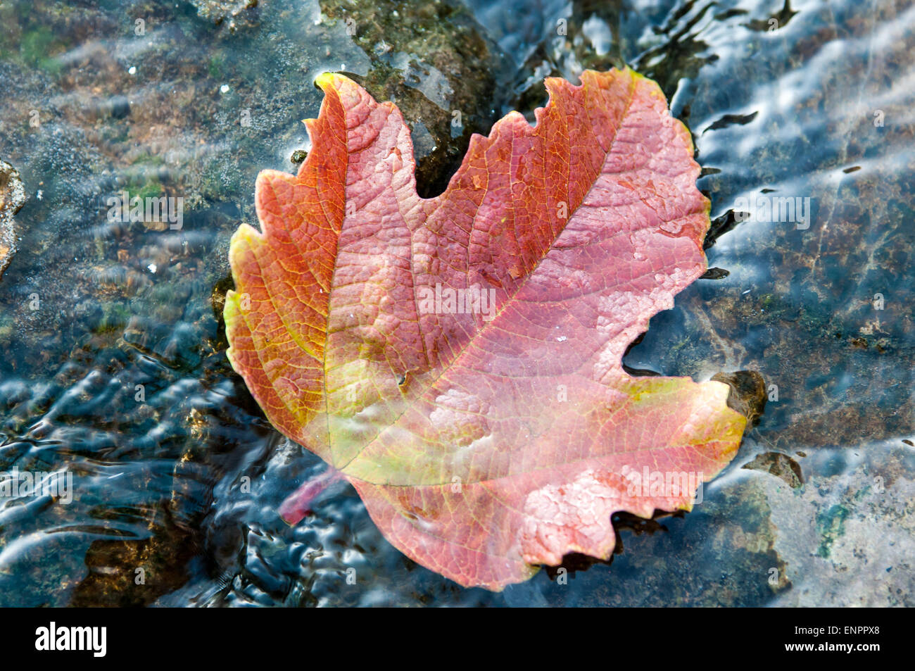 Autumn leaf floating on the water fall stream Stock Photo - Alamy