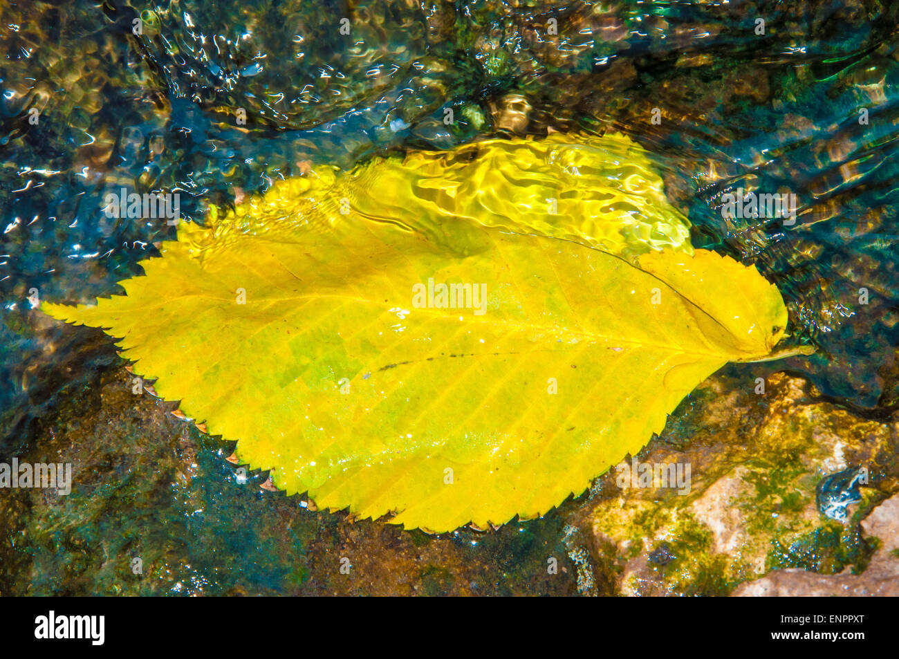 Autumn leaf floating on the water fall stream Stock Photo - Alamy