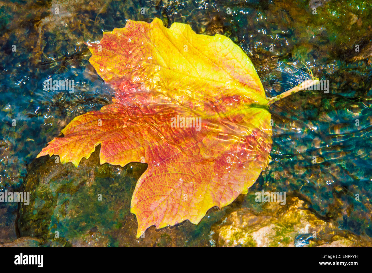 Autumn leaf floating on the water fall stream Stock Photo - Alamy