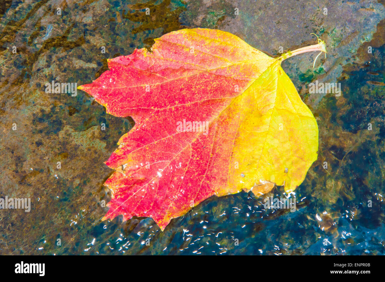 Autumn leaf floating on the water fall stream Stock Photo - Alamy