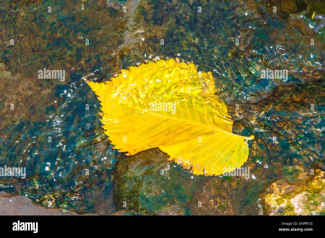 Autumn leaf floating on the water fall stream Stock Photo - Alamy