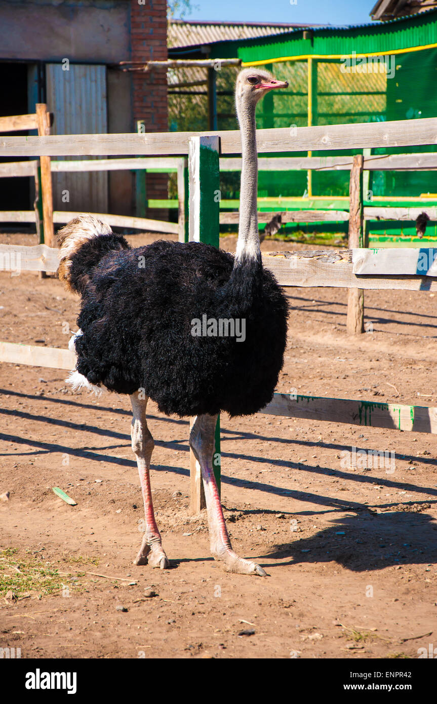 African ostrich (Struthio camelus), belongs to a family of ostrich ...