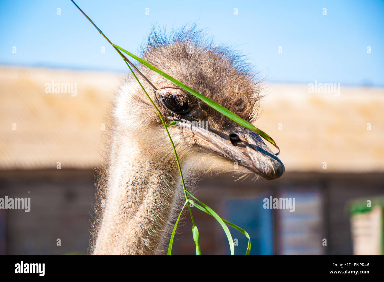 African ostrich (Struthio camelus), belongs to a family of ostrich ...