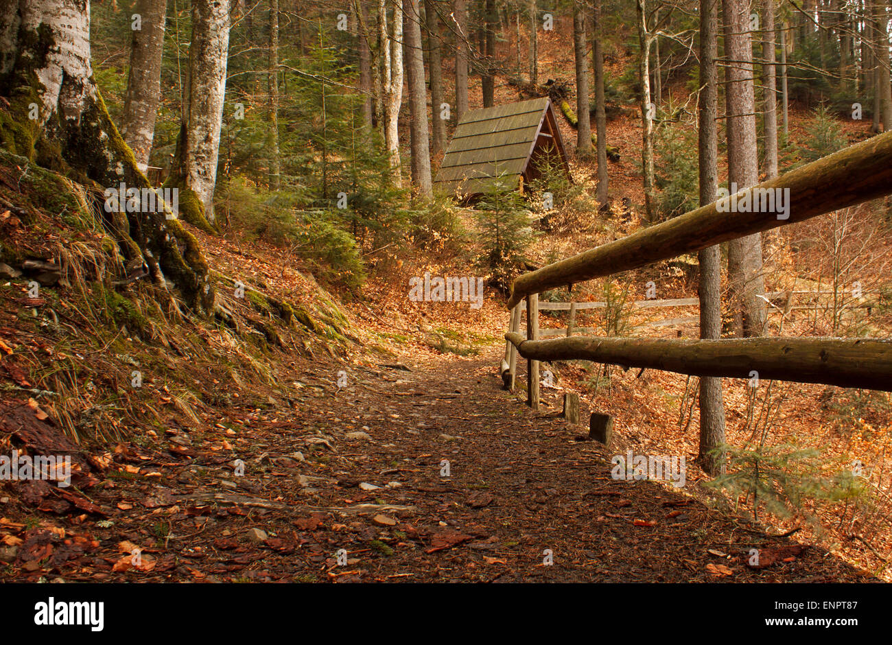 road in forest in Carpathian mountains Stock Photo - Alamy
