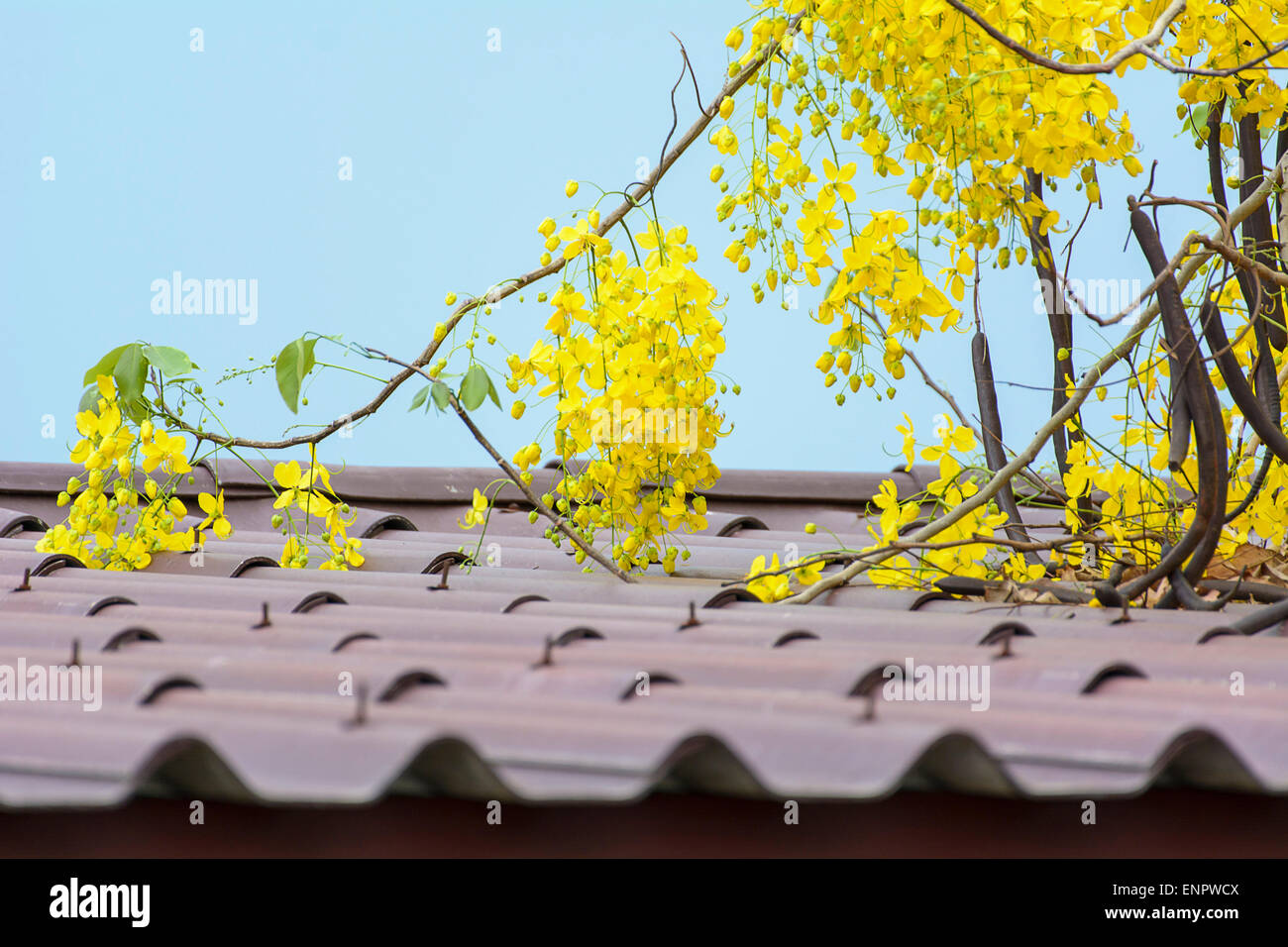Golden Shower Tree Stock Photo - Alamy