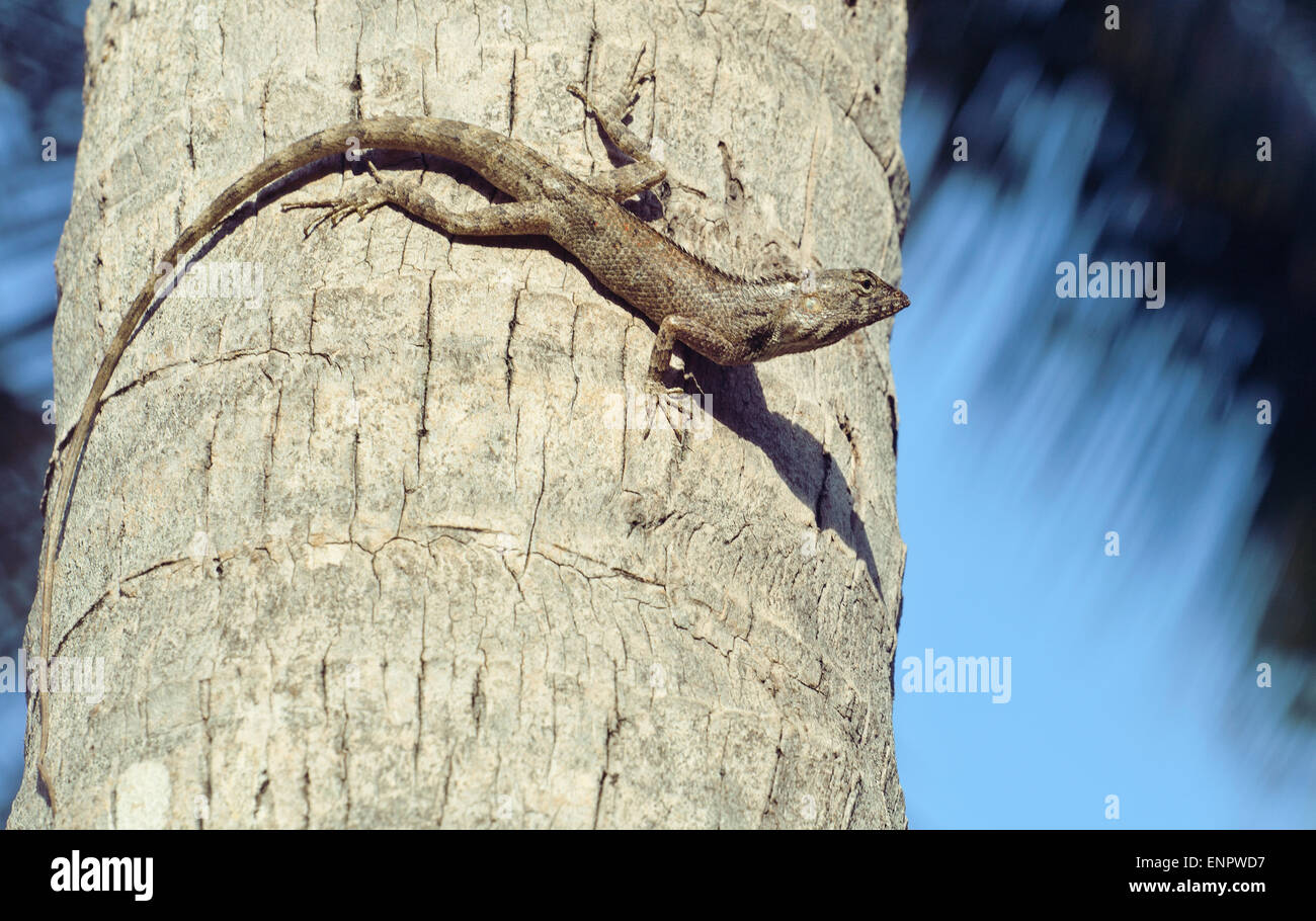medium lizard in wild nature on palm tree close up Stock Photo - Alamy