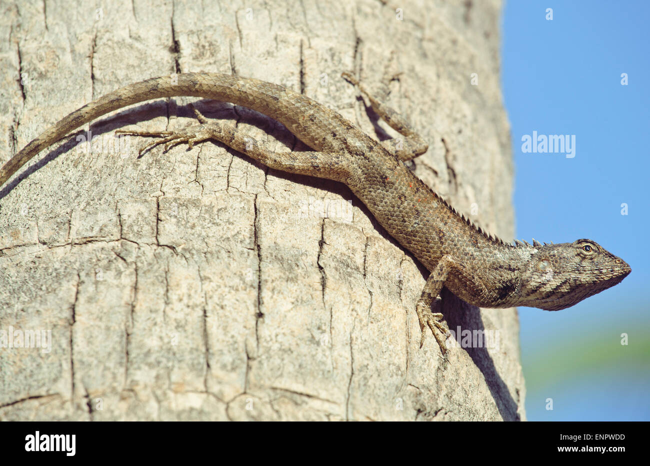 medium lizard in wild nature on palm tree close up Stock Photo - Alamy