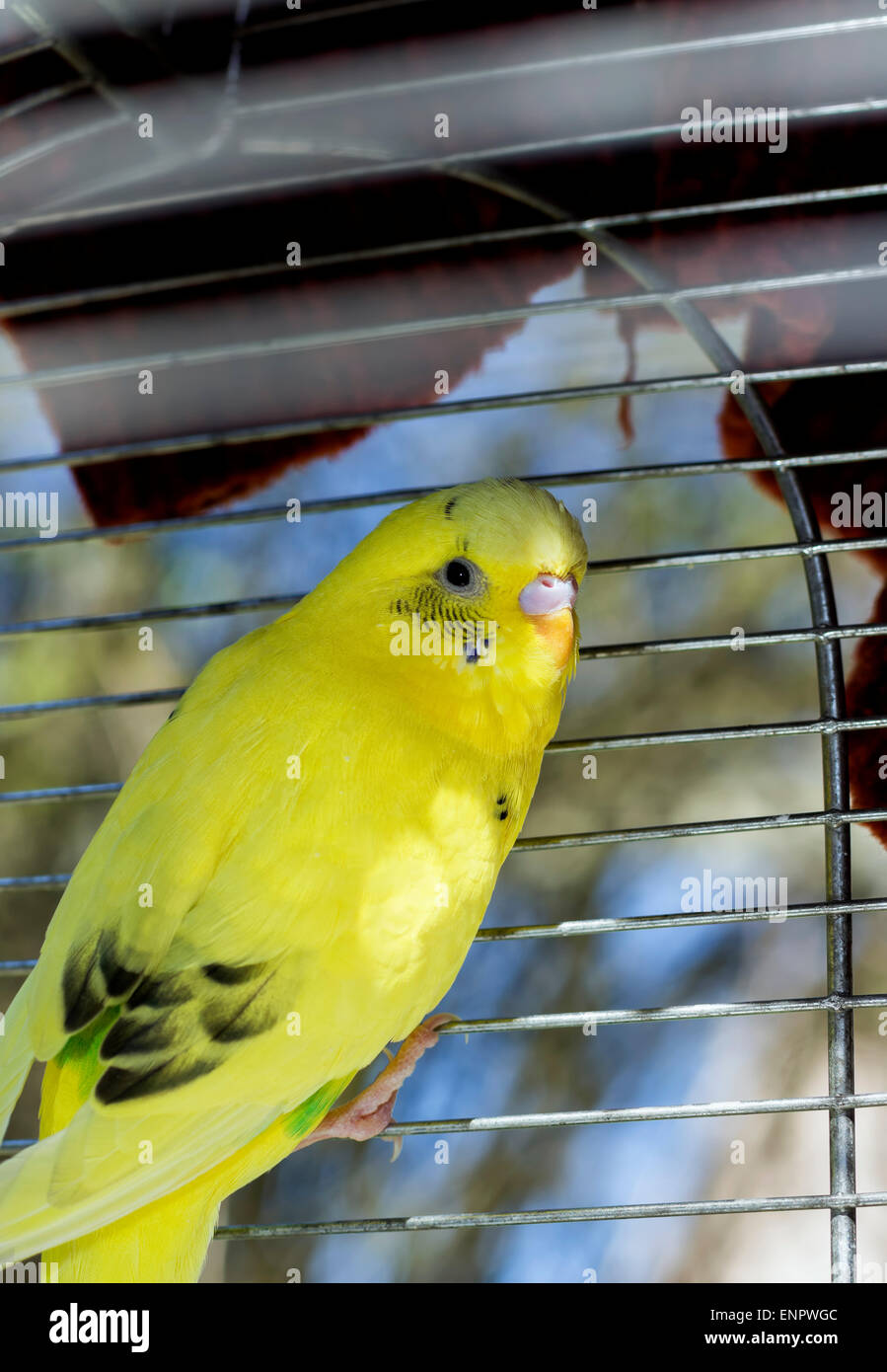 Yellow budgie hi-res stock photography and images - Alamy