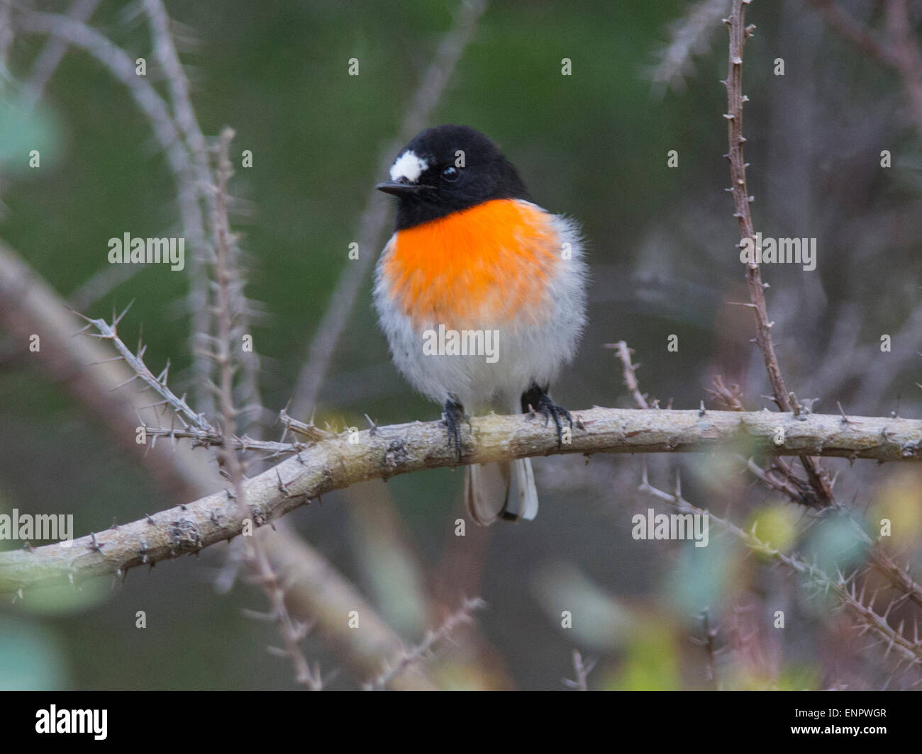 Scarlet Robin High Resolution Stock Photography and Images - Alamy