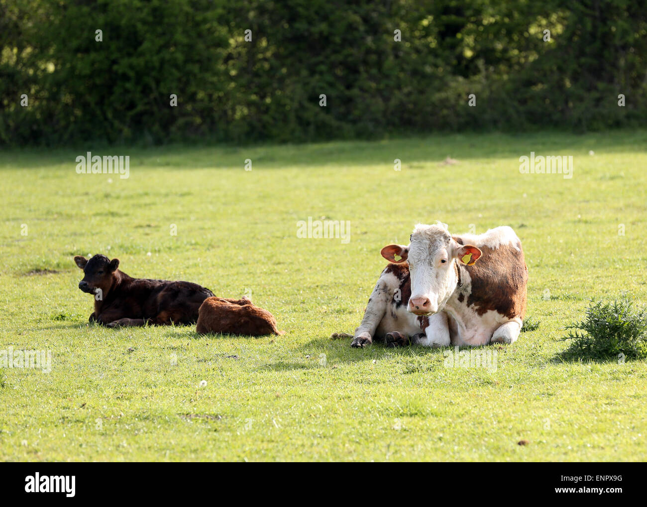 Bull with two calves, father and his boys Stock Photo - Alamy