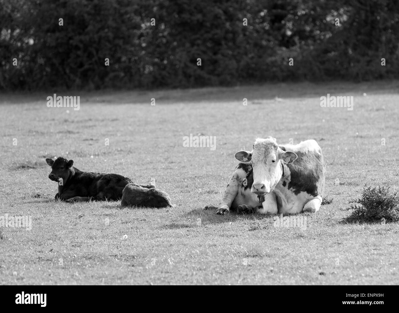 Bull calves hi-res stock photography and images - Alamy