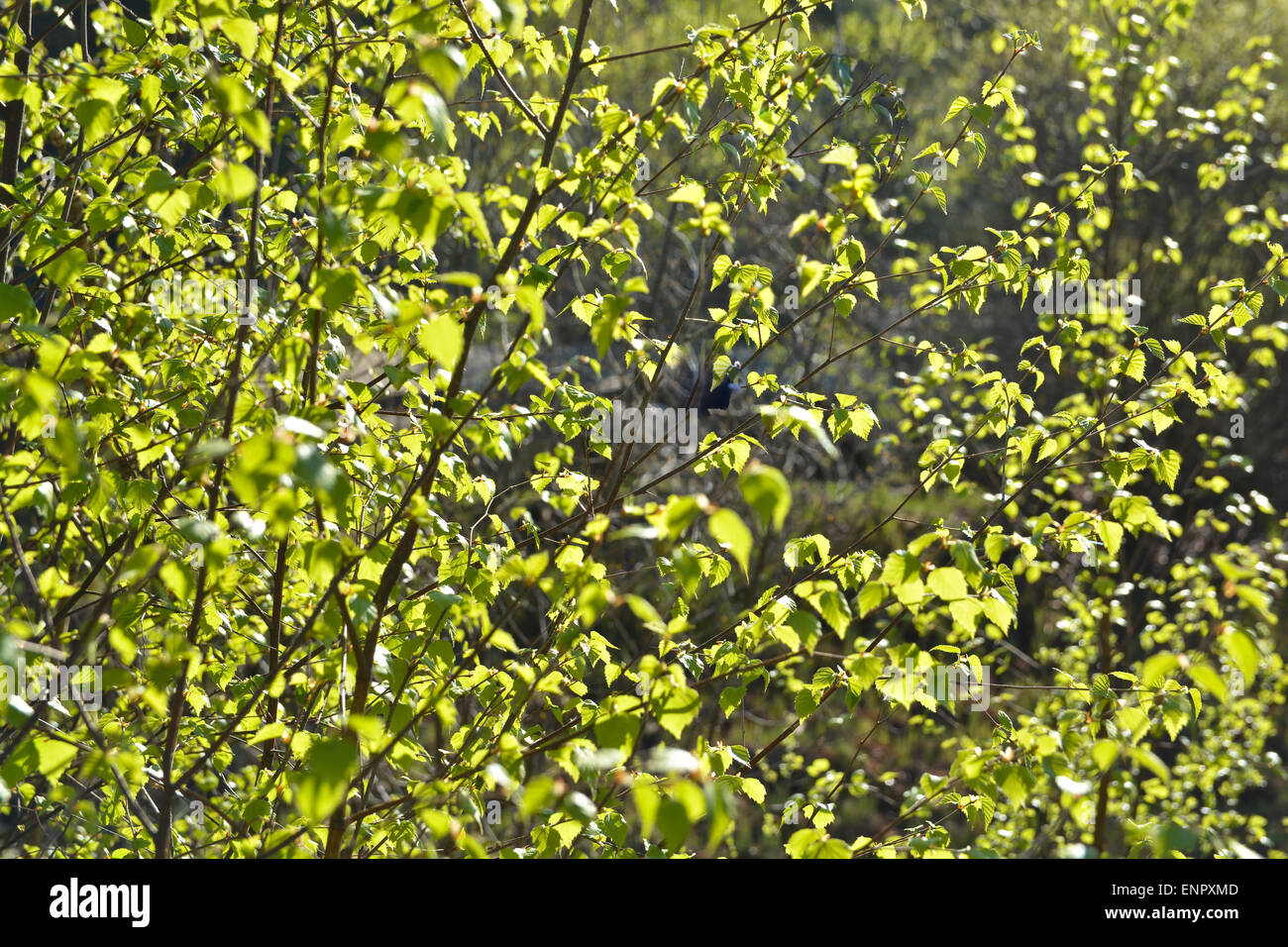Fresh spring leaves of birch. Spring nature national Park "Ryazan ...