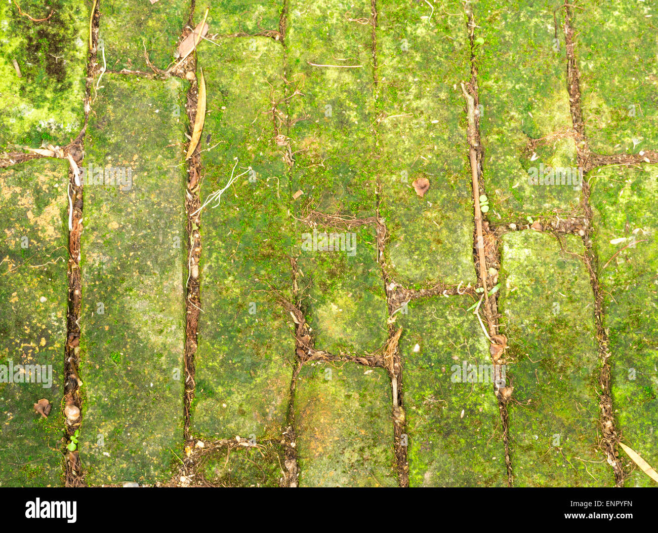 Moss concrete hi-res stock photography and images - Alamy