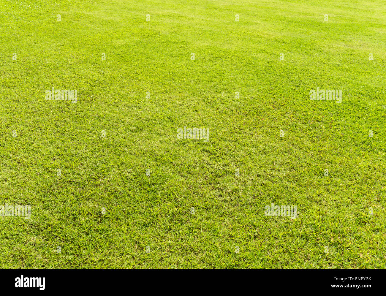 Empty Light Green Grass Field Stock Photo - Alamy