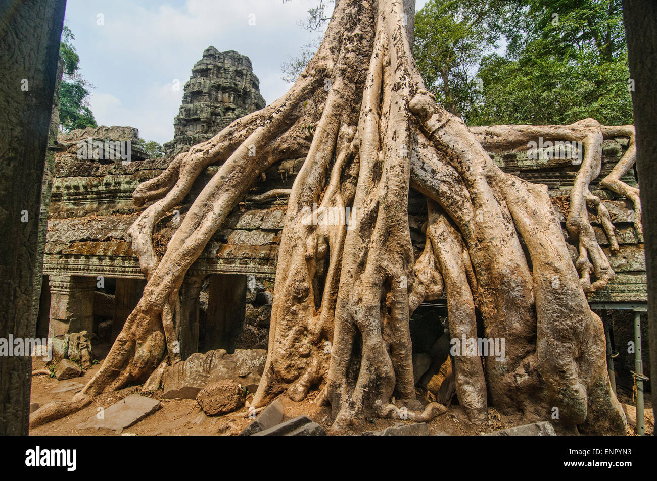 Root trees hi-res stock photography and images - Alamy