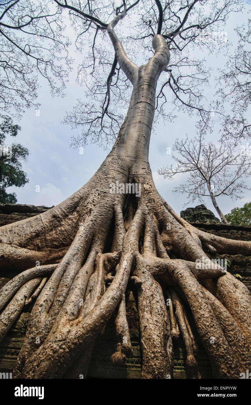 A giant tree on a temple in Ta Prohm Stock Photo - Alamy