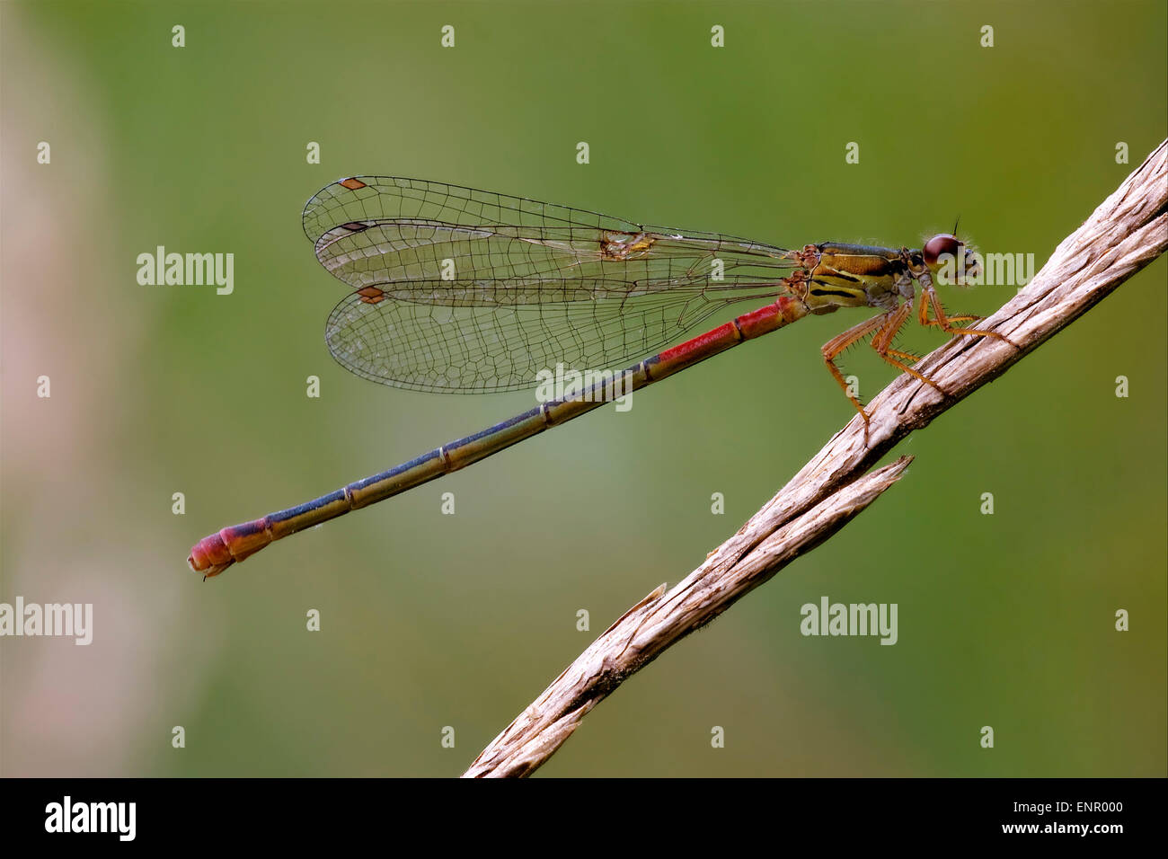 side of wild red black dragonfly coenagrion puella on a flower in the ...