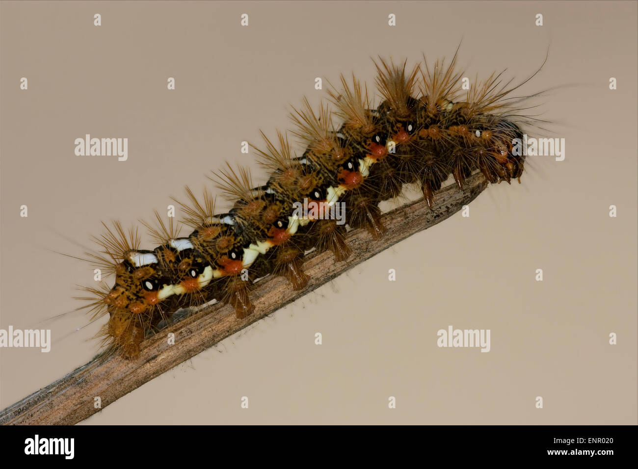 Fuzzy Brown Caterpillar Identification