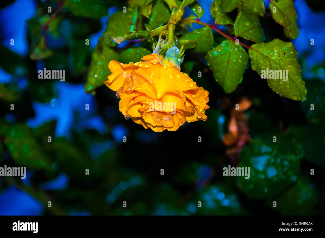 Yellow rose at night and the first early snow Stock Photo - Alamy