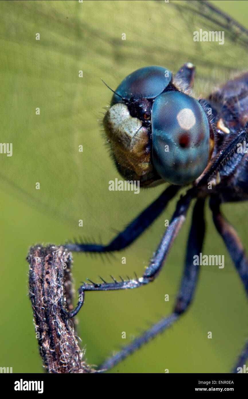 head of wild blue dragonfly brachytron pratense on a piece of branch in ...
