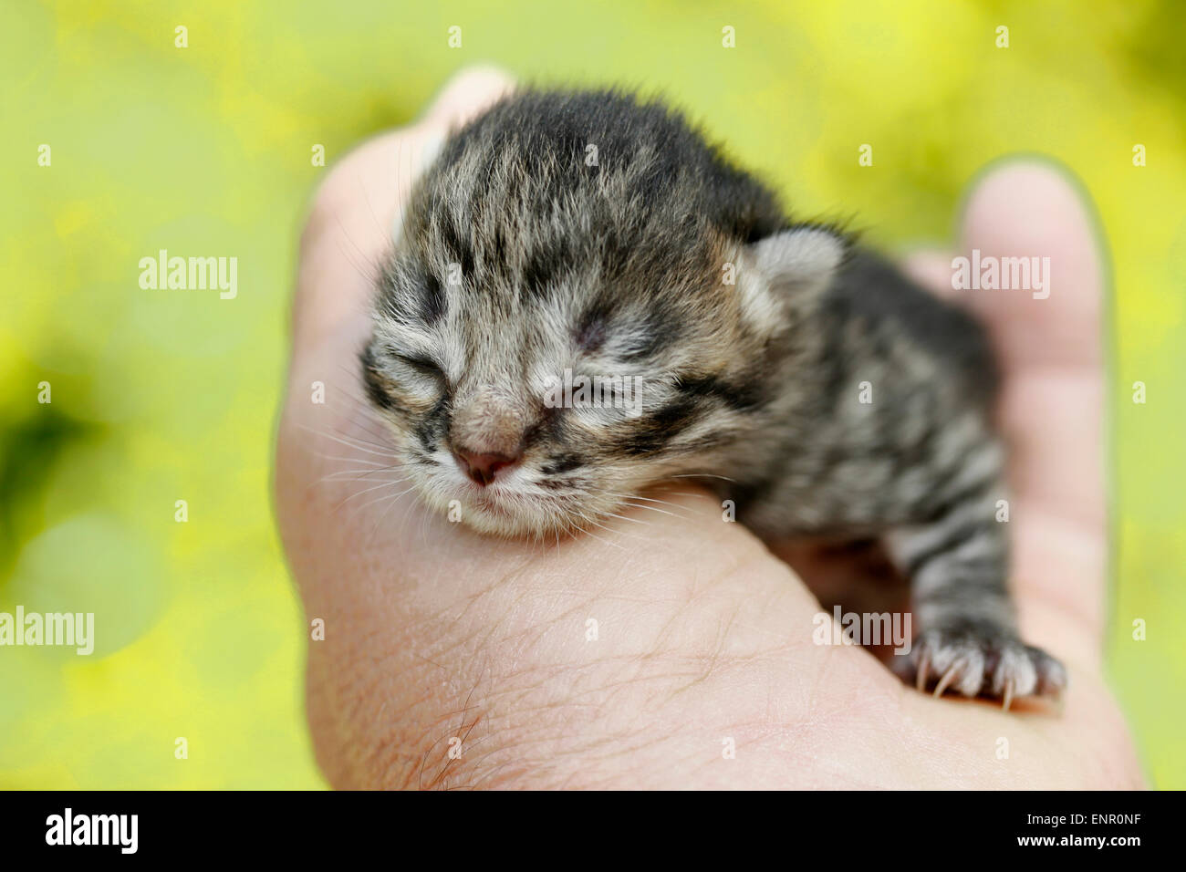 Kitten on hand Stock Photo - Alamy