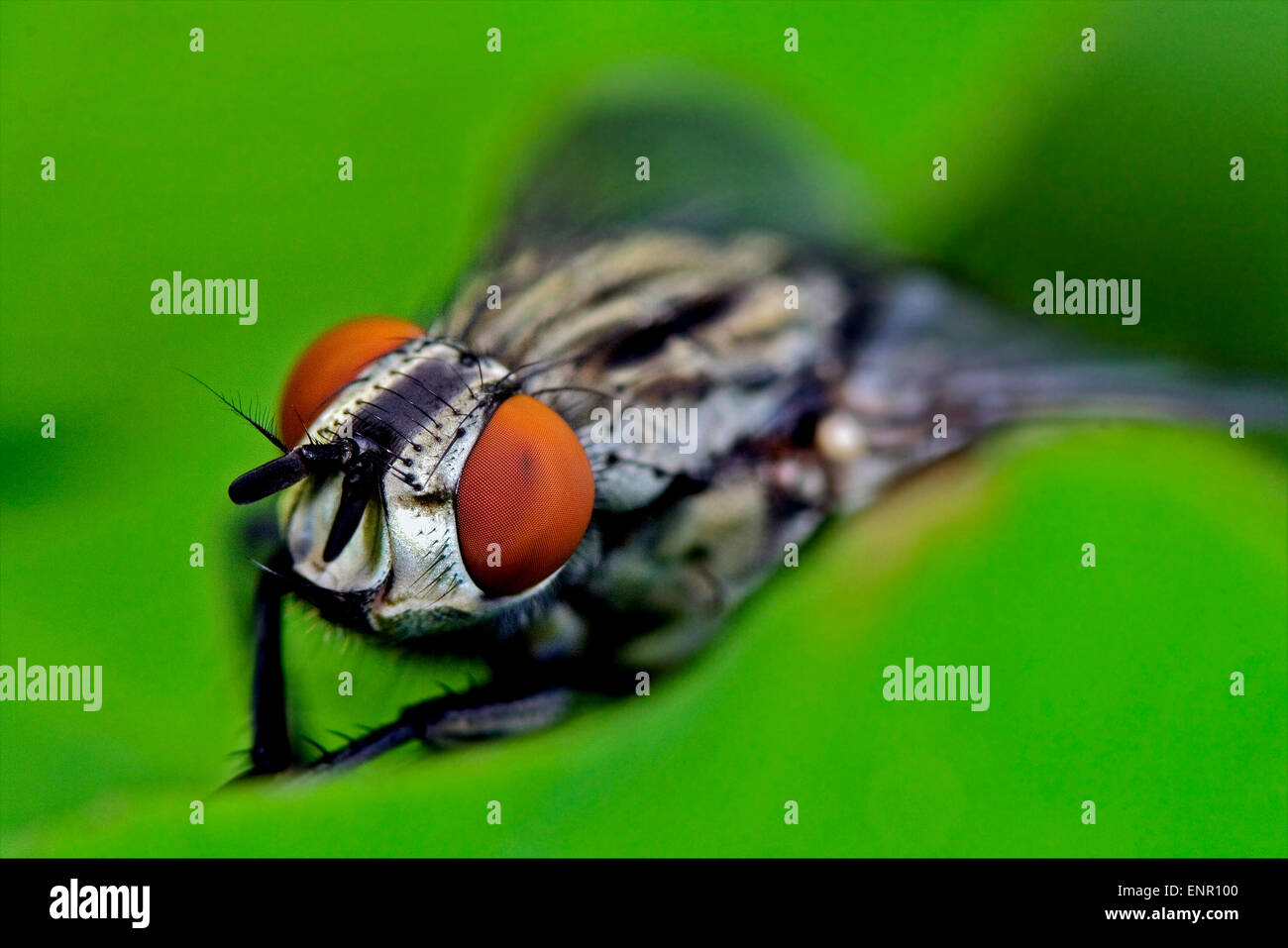 close up of wild fly diptera calliphoridae calliphpora vicina pollenia ...