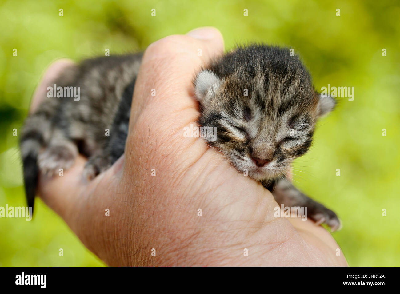 Kitten on hand Stock Photo - Alamy