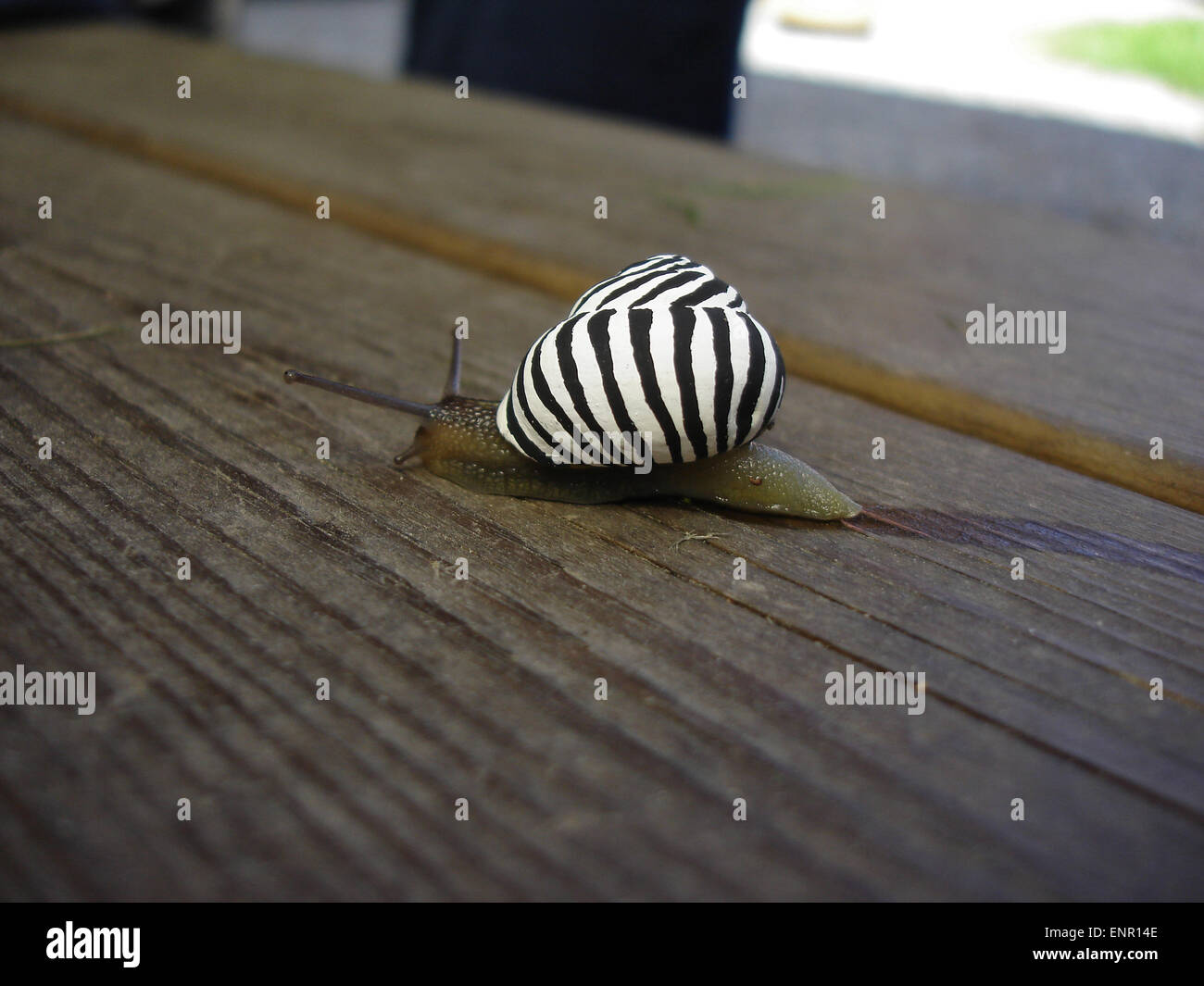 'Snailpimp' is a project by artist Stefan Siverud, who is having fun ...