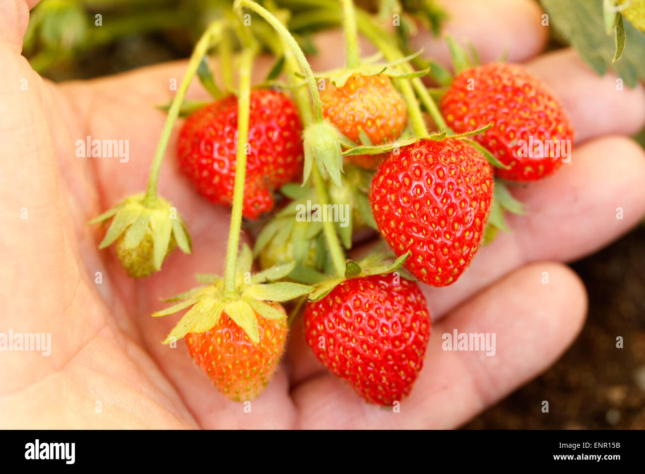 Attractive red berries fruits hi-res stock photography and images - Alamy