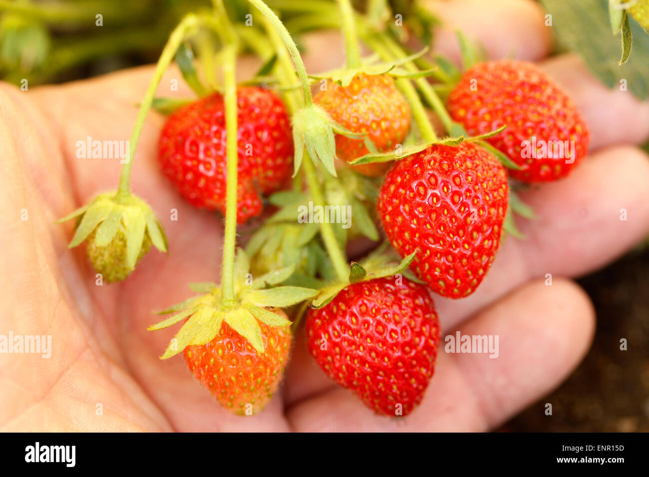 Attractive red berries fruits hi-res stock photography and images - Alamy