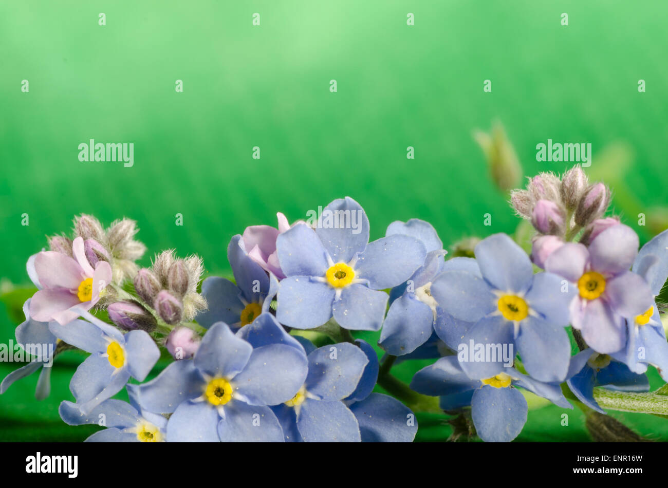 forget me not blue spring flowers Stock Photo - Alamy