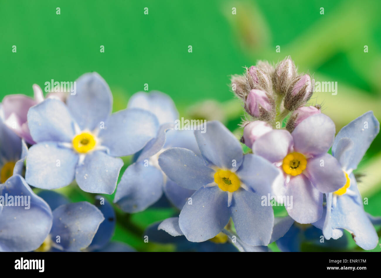 forget me not blue spring flowers Stock Photo - Alamy