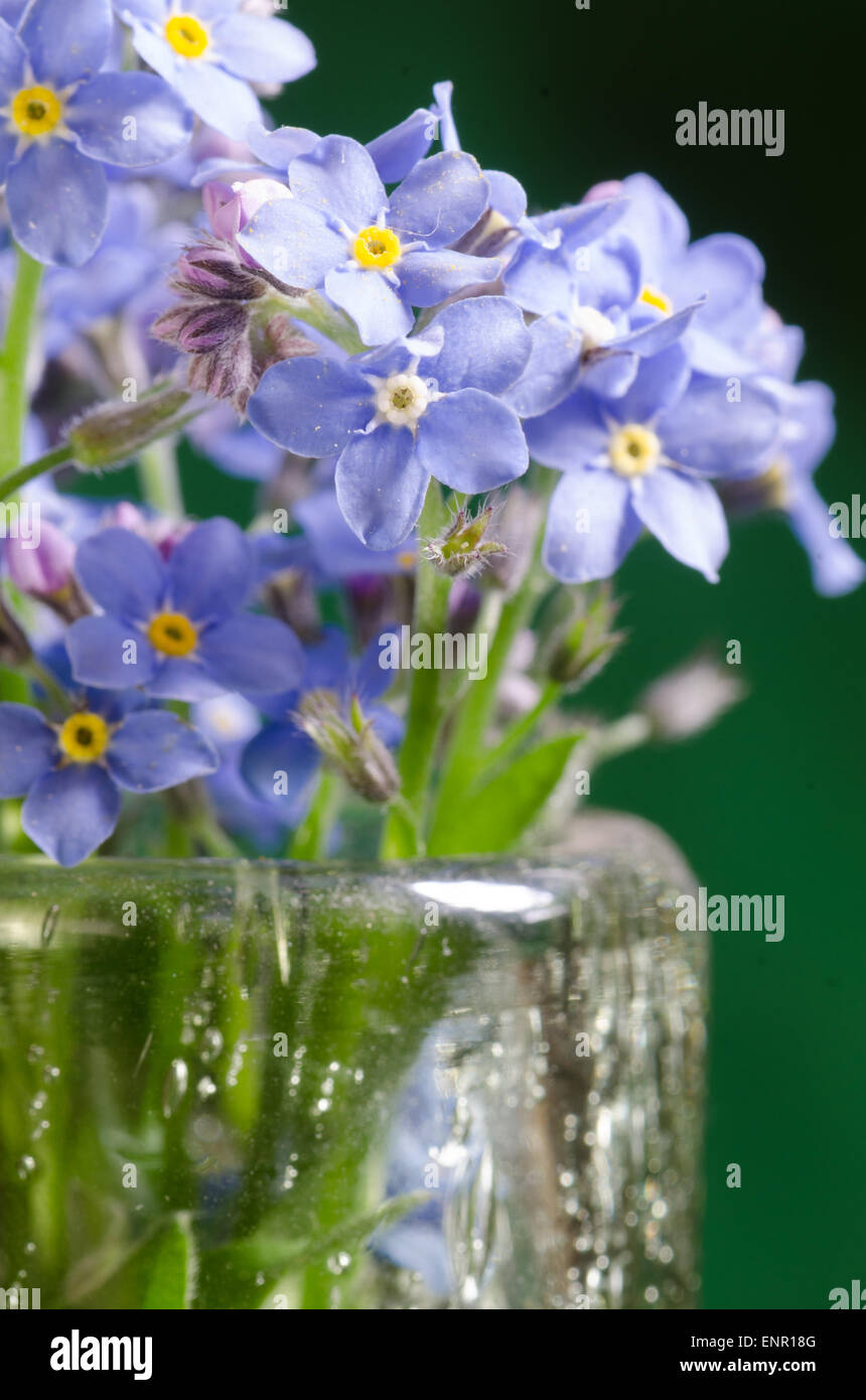 forget me not blue spring flowers Stock Photo - Alamy