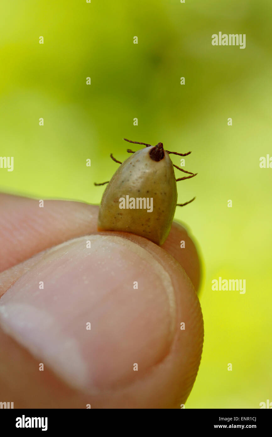 Ticks animal hi-res stock photography and images - Alamy