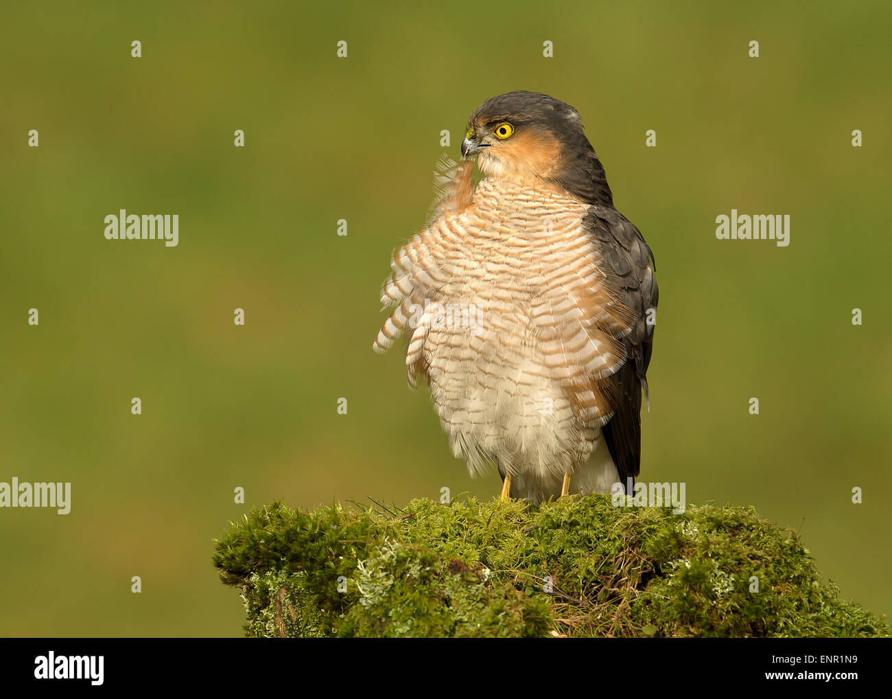 Male sparrowhawk hi-res stock photography and images - Alamy