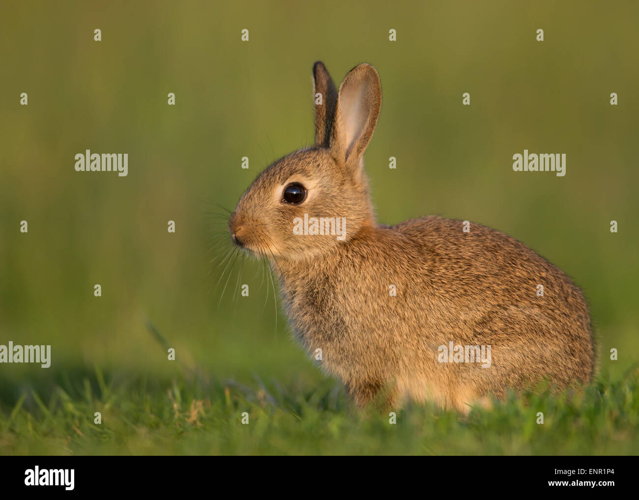 Hairy rabbit hi-res stock photography and images - Alamy