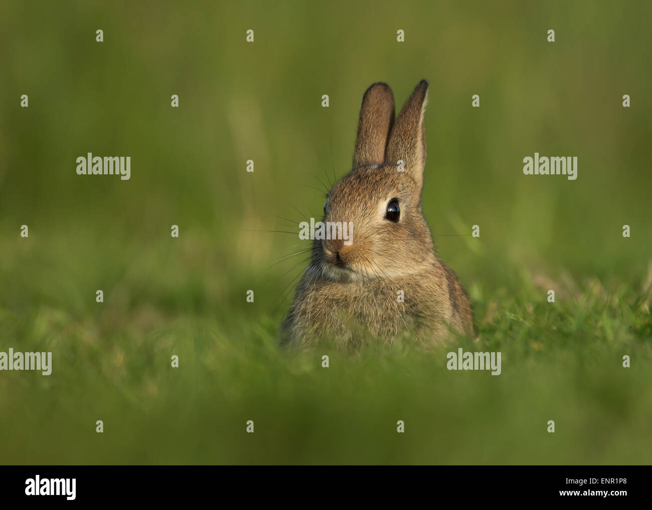 Rodent bunny hi-res stock photography and images - Alamy