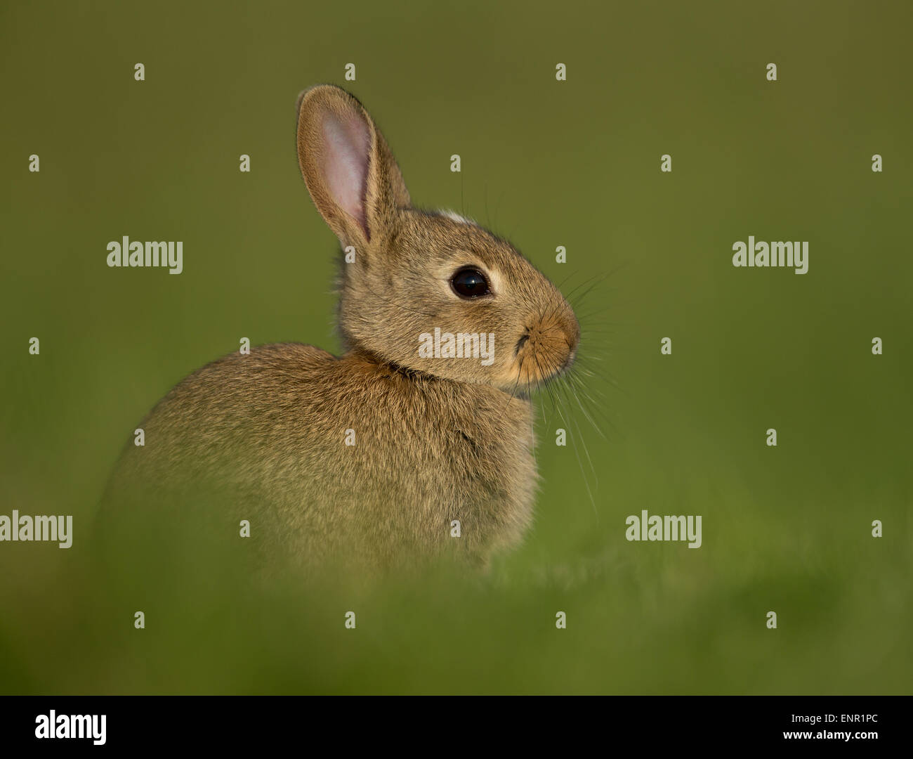 European wild rabbit in the meadow Stock Photo - Alamy