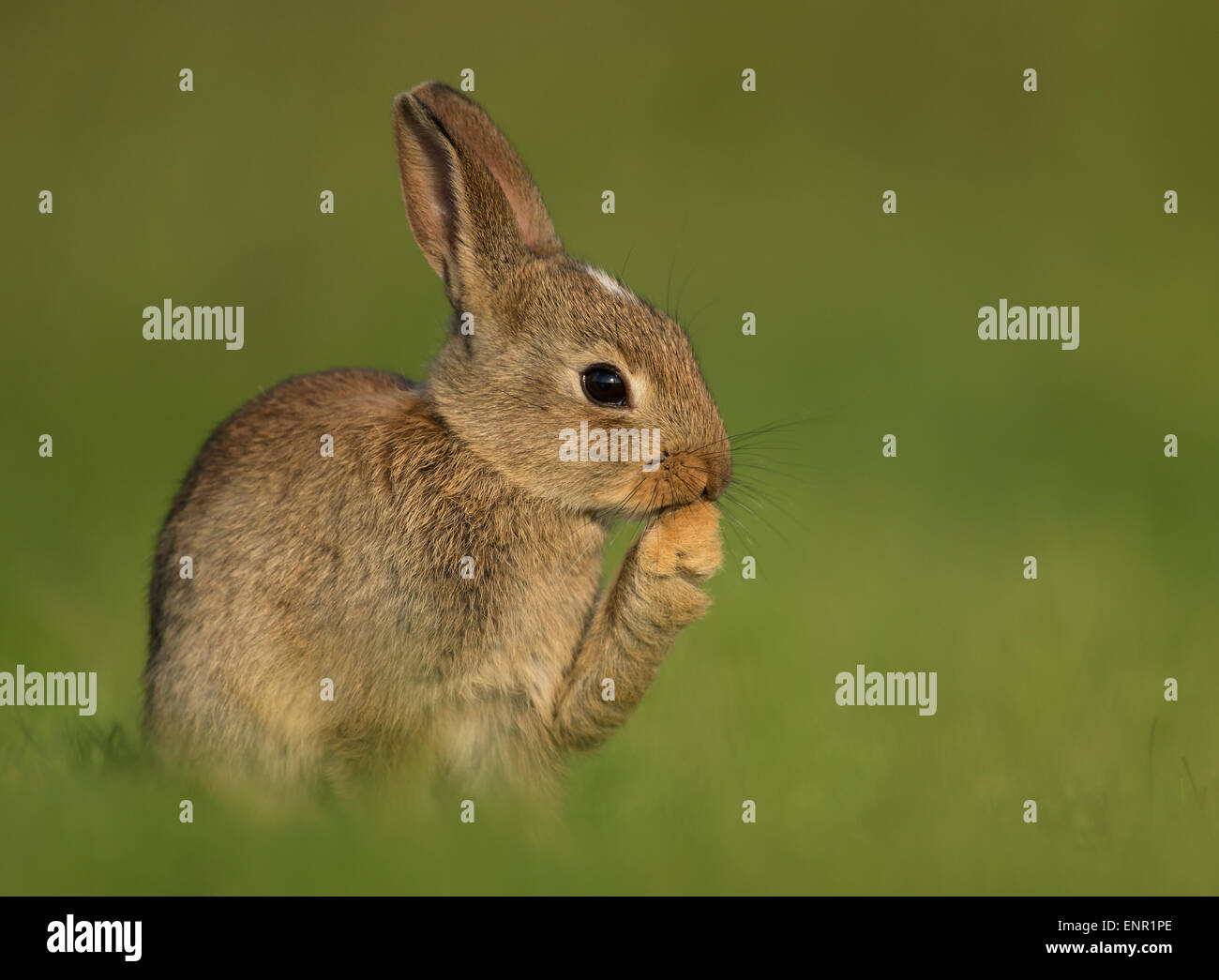 Hairy rabbit hi-res stock photography and images - Alamy