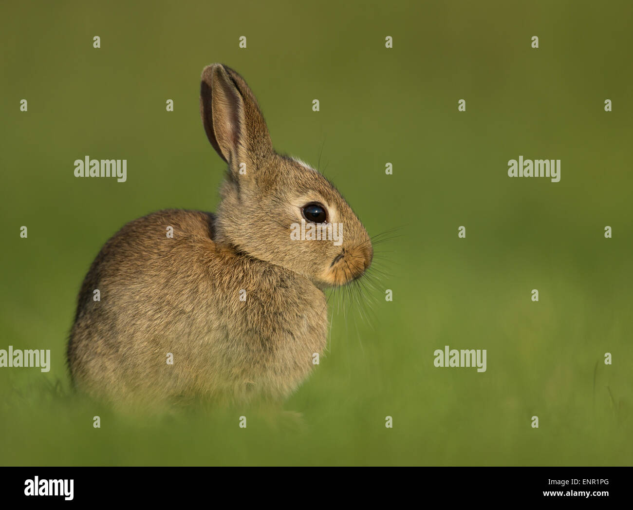 European wild rabbit in the meadow Stock Photo - Alamy