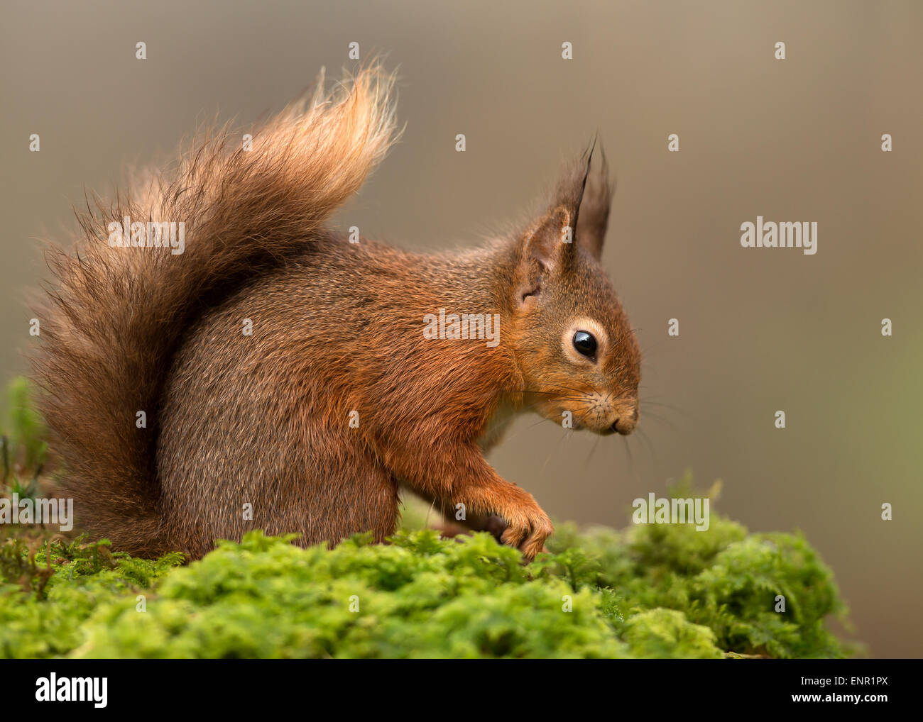Scottish red squirrel hi-res stock photography and images - Alamy